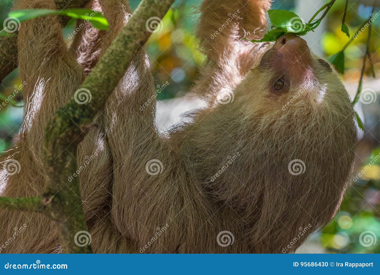 Young Sloth in Costa Rica stock photo. Image of juvenile - 95686430