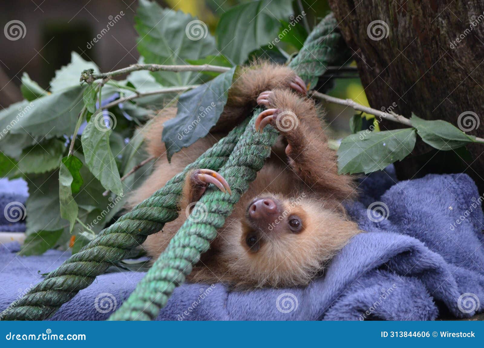 Baby Sloth on Its Back, Hanging from a Rope Stock Photo - Image of ...