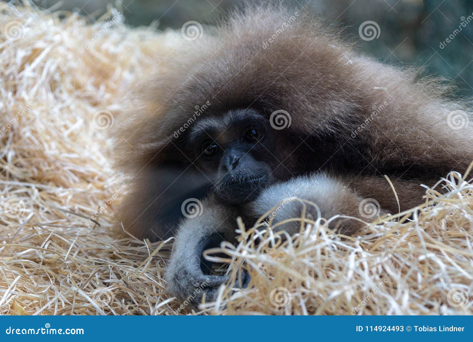 Sloth Monkey Stock Photography | CartoonDealer.com #35136194