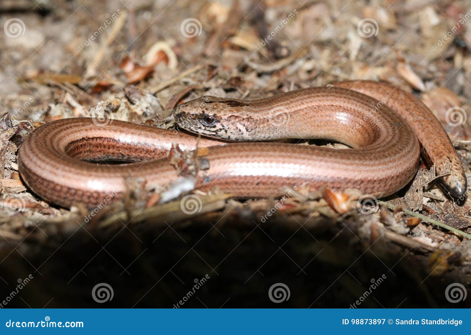 Young Anguis Fragilis In A Male Hand, Slow Worm Royalty-Free Stock ...