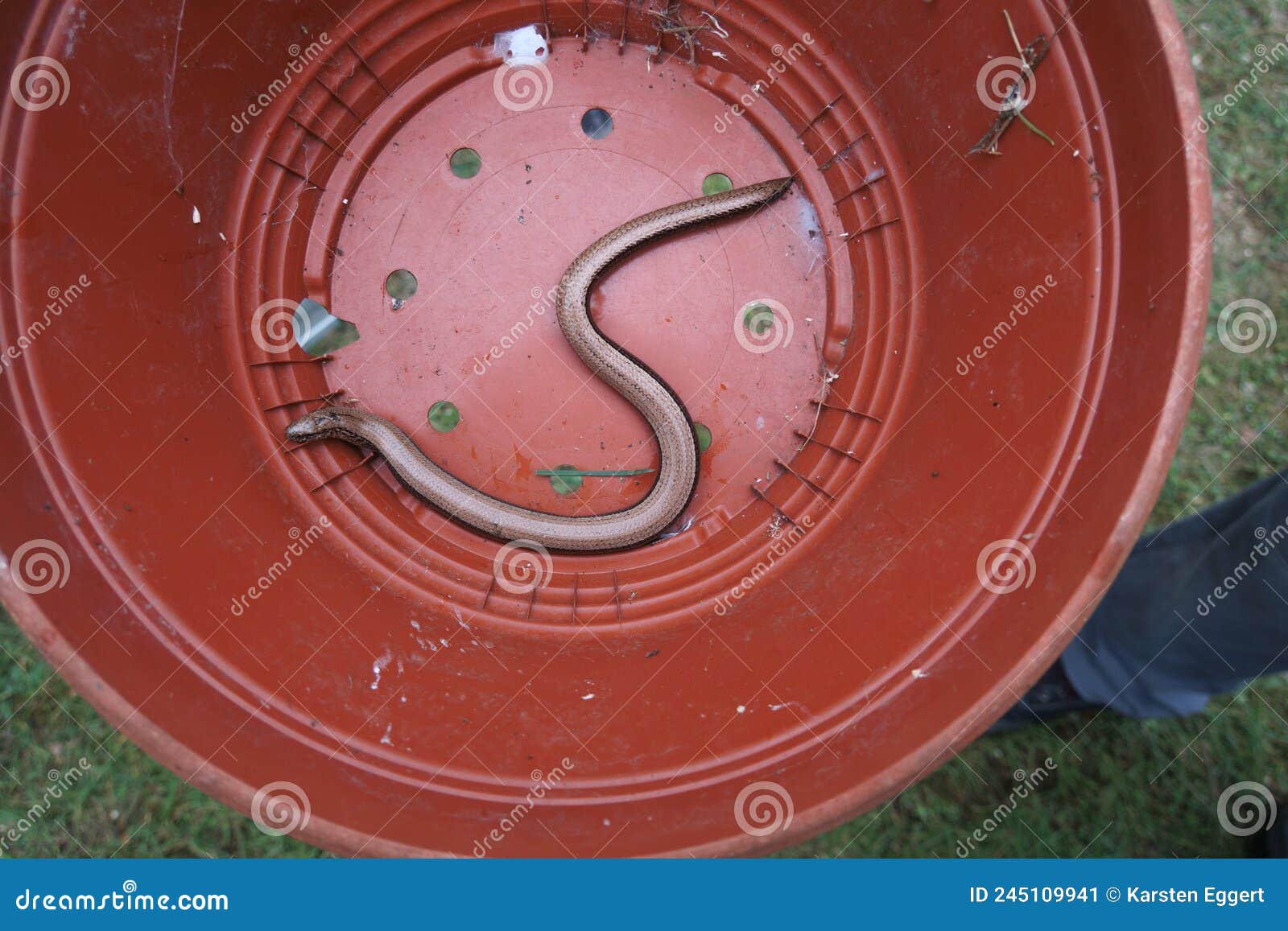 Worm Snake Isolated On A Green Background Close Up Of Snake It Looks ...