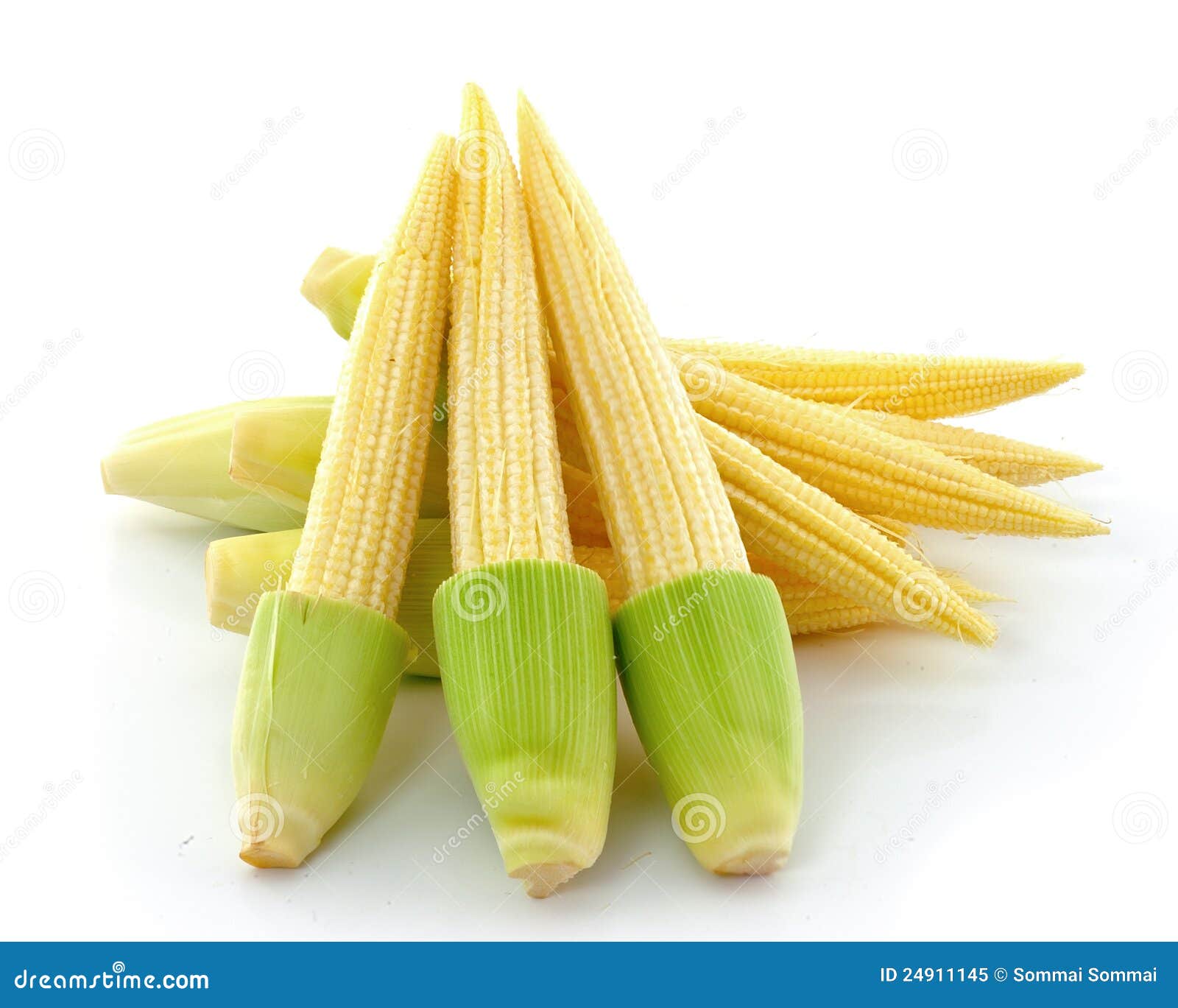 Young small corn stock image. Image of corn, green, plant - 24911145
