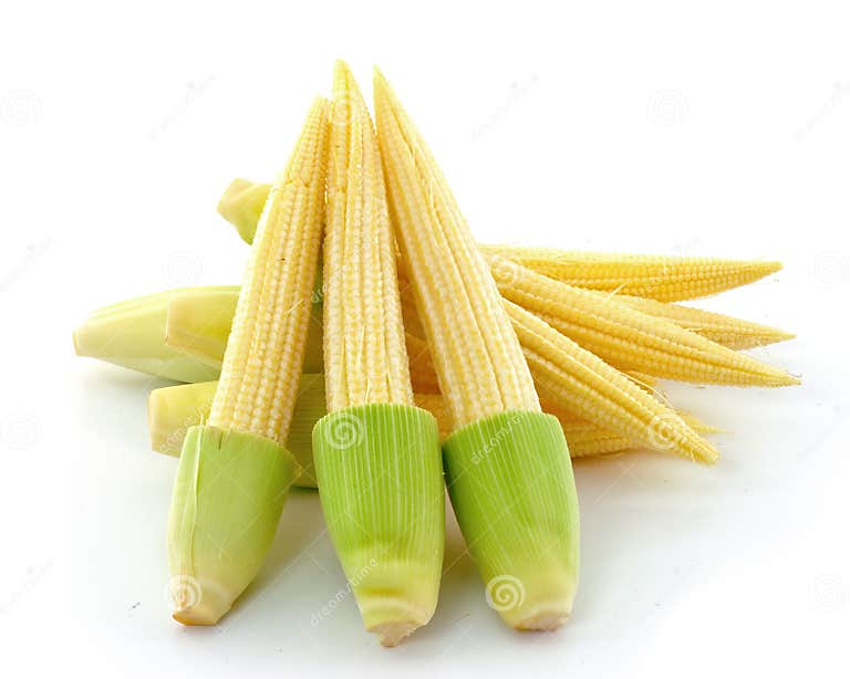 Young small corn stock image. Image of corn, green, plant - 24911145