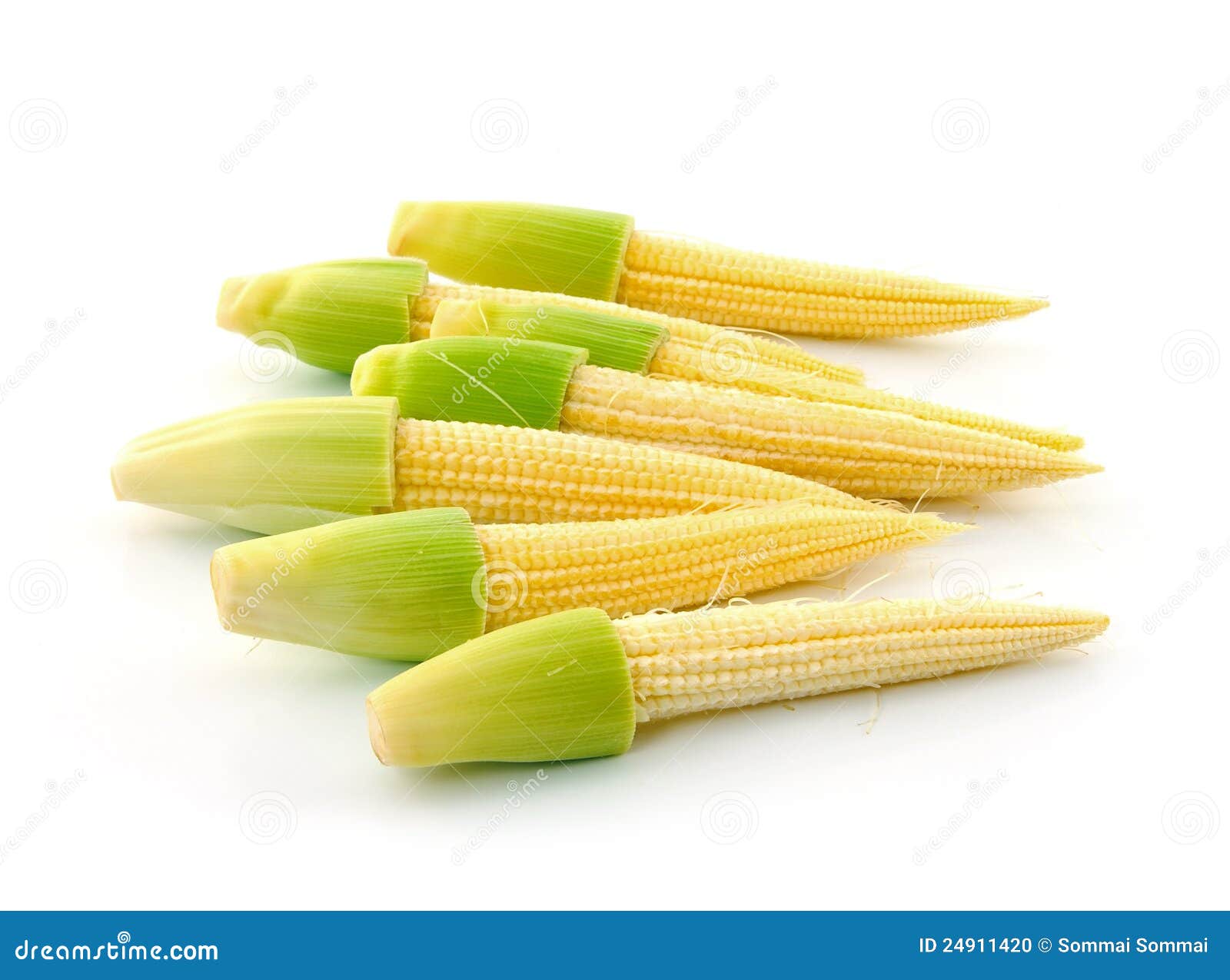 Young small corn stock photo. Image of food, crop, small - 24911420