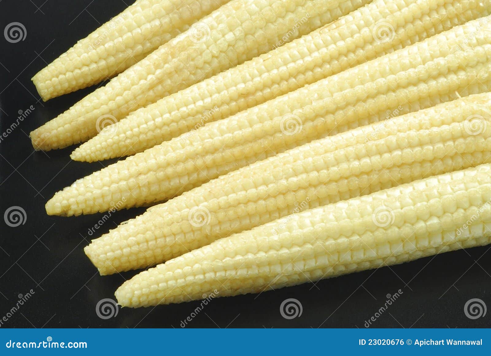 Young small corn closeup stock photo. Image of backgrounds - 23020676