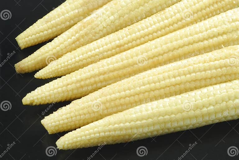 Young small corn closeup stock photo. Image of backgrounds - 23020676