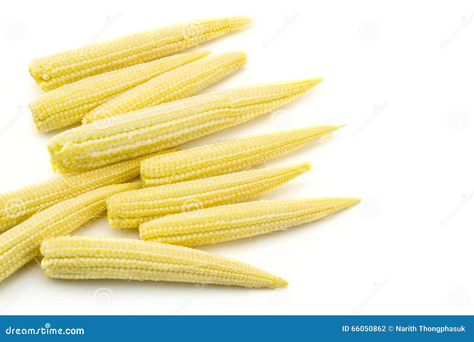 Young small corn stock photo. Image of heap, white, vegetable - 66050862