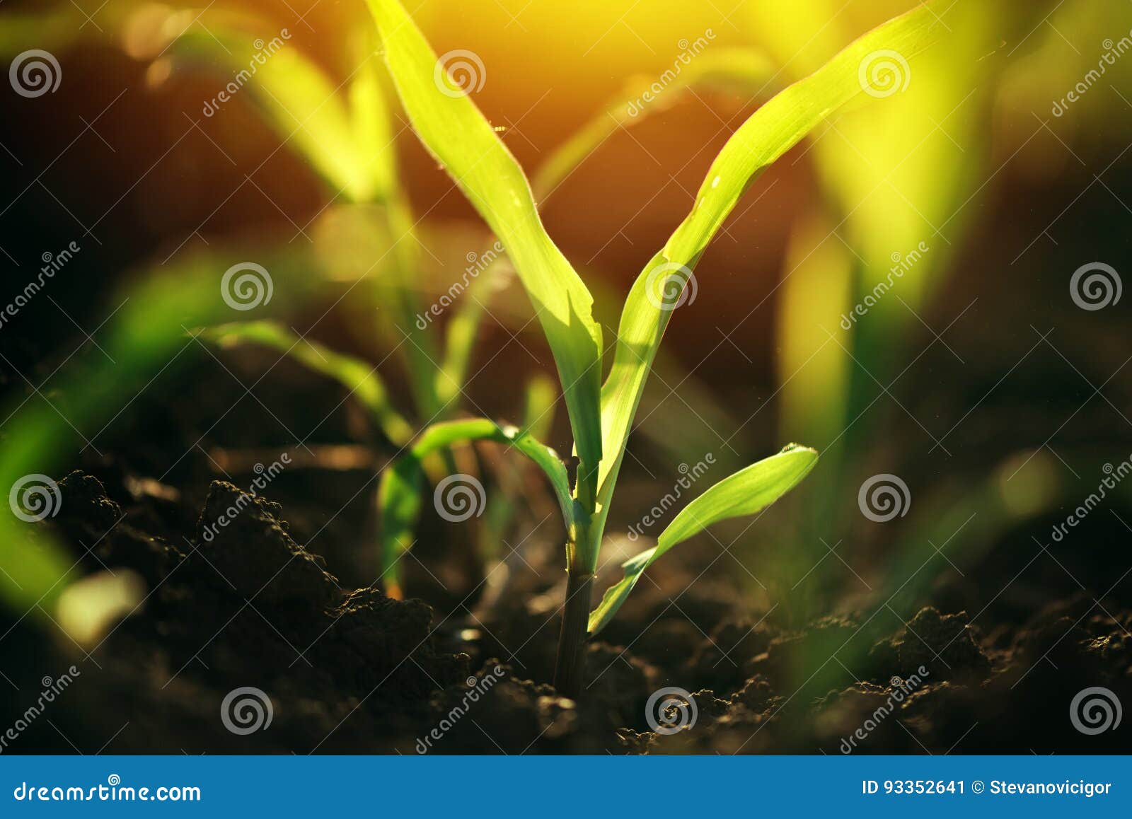 Young Small Corn Plant Seedlings in Soil Stock Image - Image of soil ...