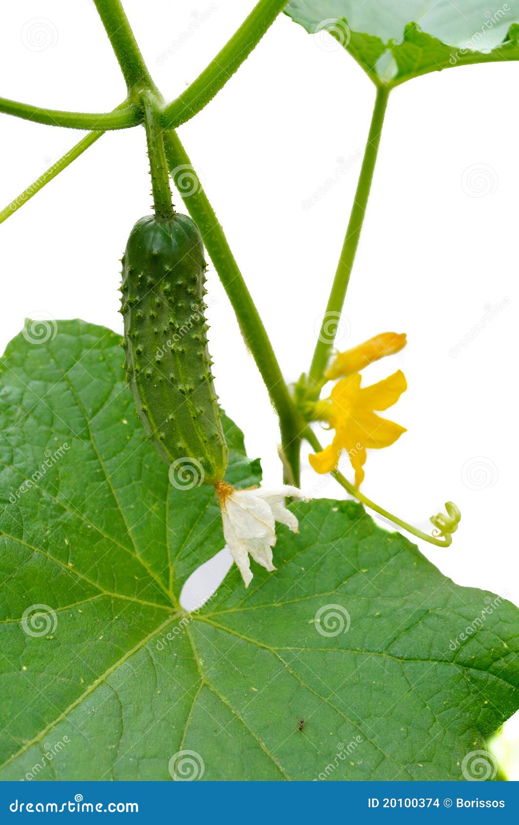 Young Small Cucumber on the Stem Stock Photo - Image of close ...