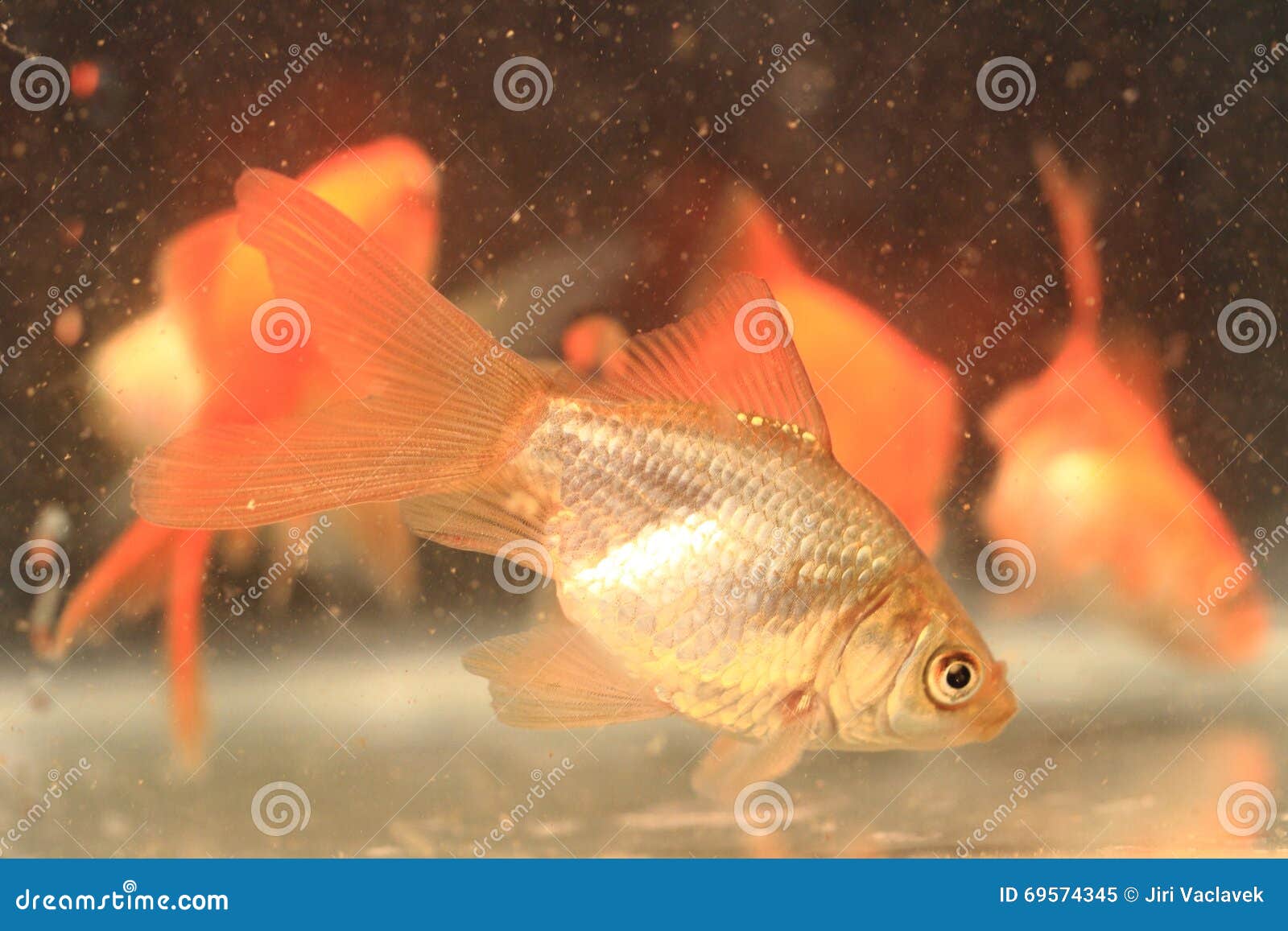Young small goldfish stock image. Image of gold, underwater - 69574345