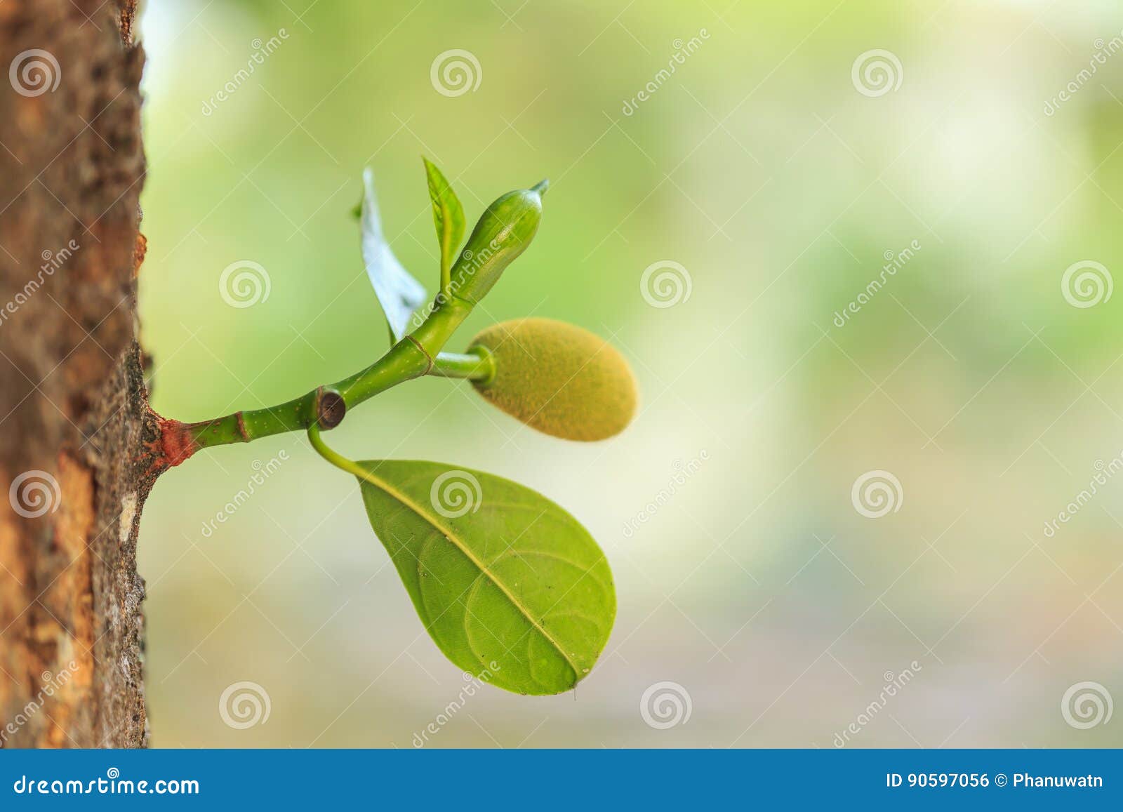 Young Small Green Jackfruit on Tree Branch and Blur Background Stock ...