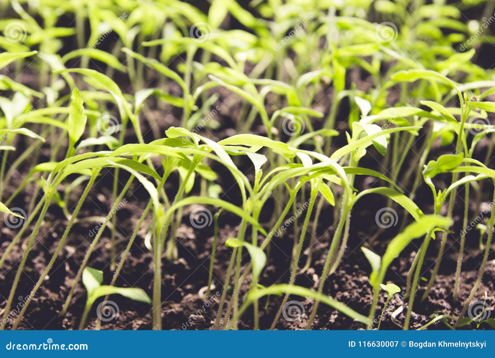 Young Small Green Sprouts Grow from the Ground, Close-up Stock Image ...