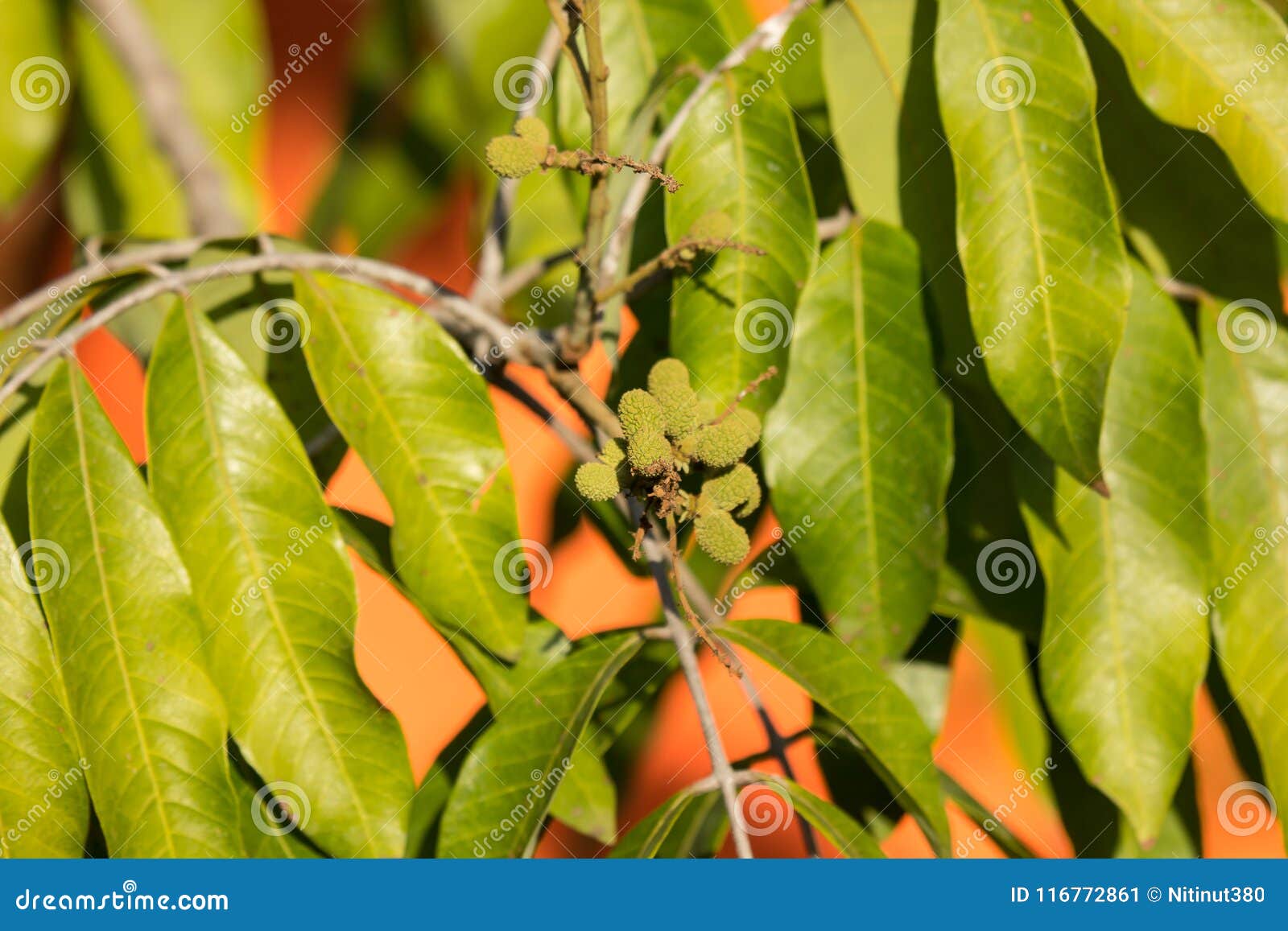 Close Up of Young Small Longan Fruit Stock Image - Image of plant ...