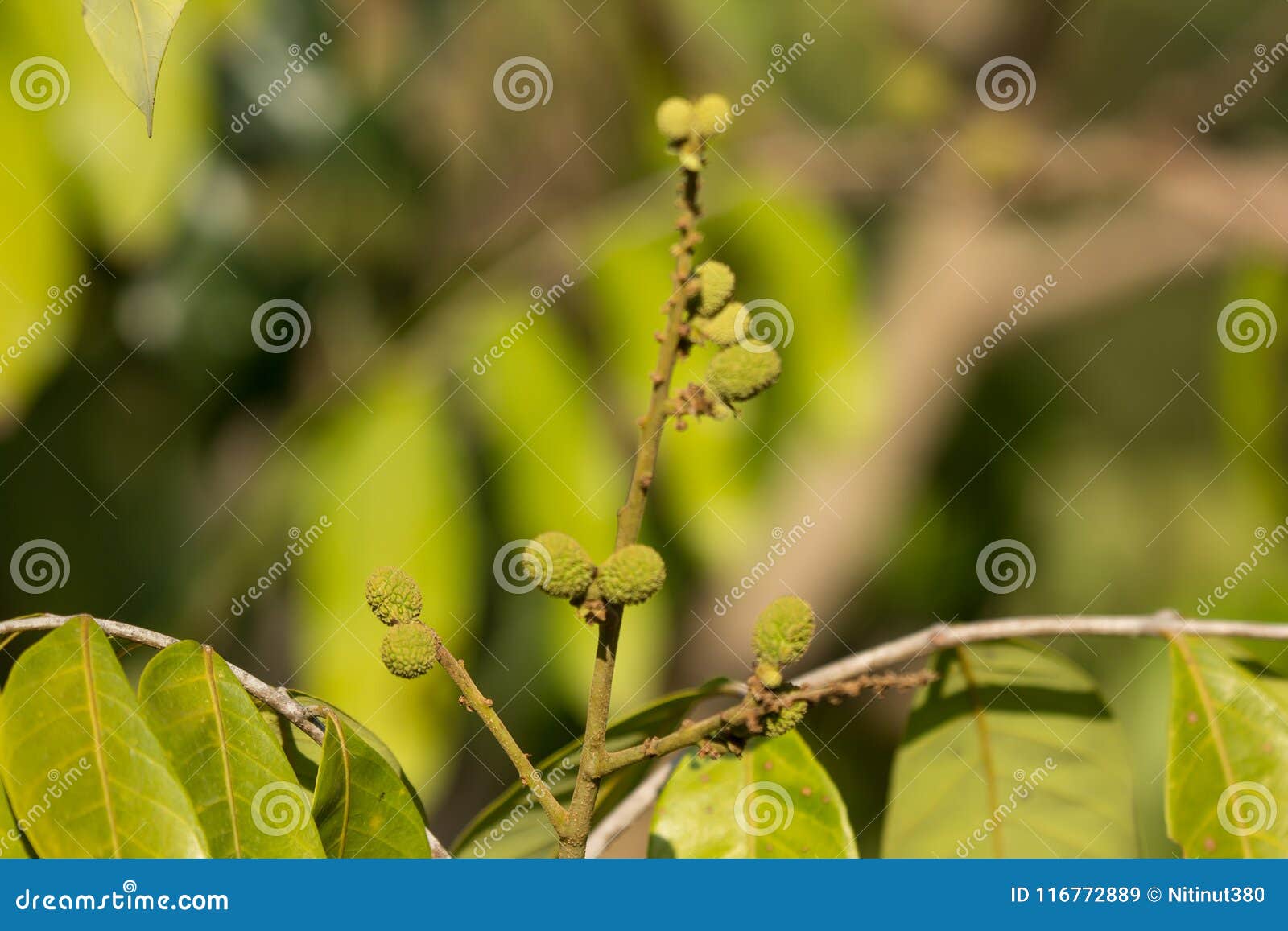 Close Up of Young Small Longan Fruit Stock Image - Image of season ...