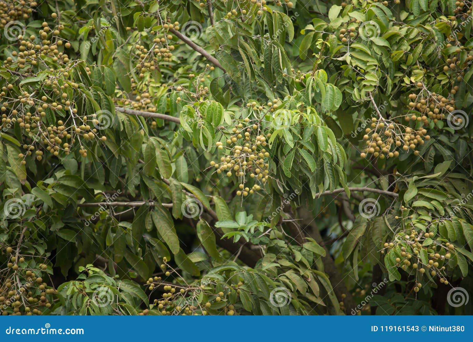 Close Up of Young Small Longan Fruit Stock Image - Image of industry ...