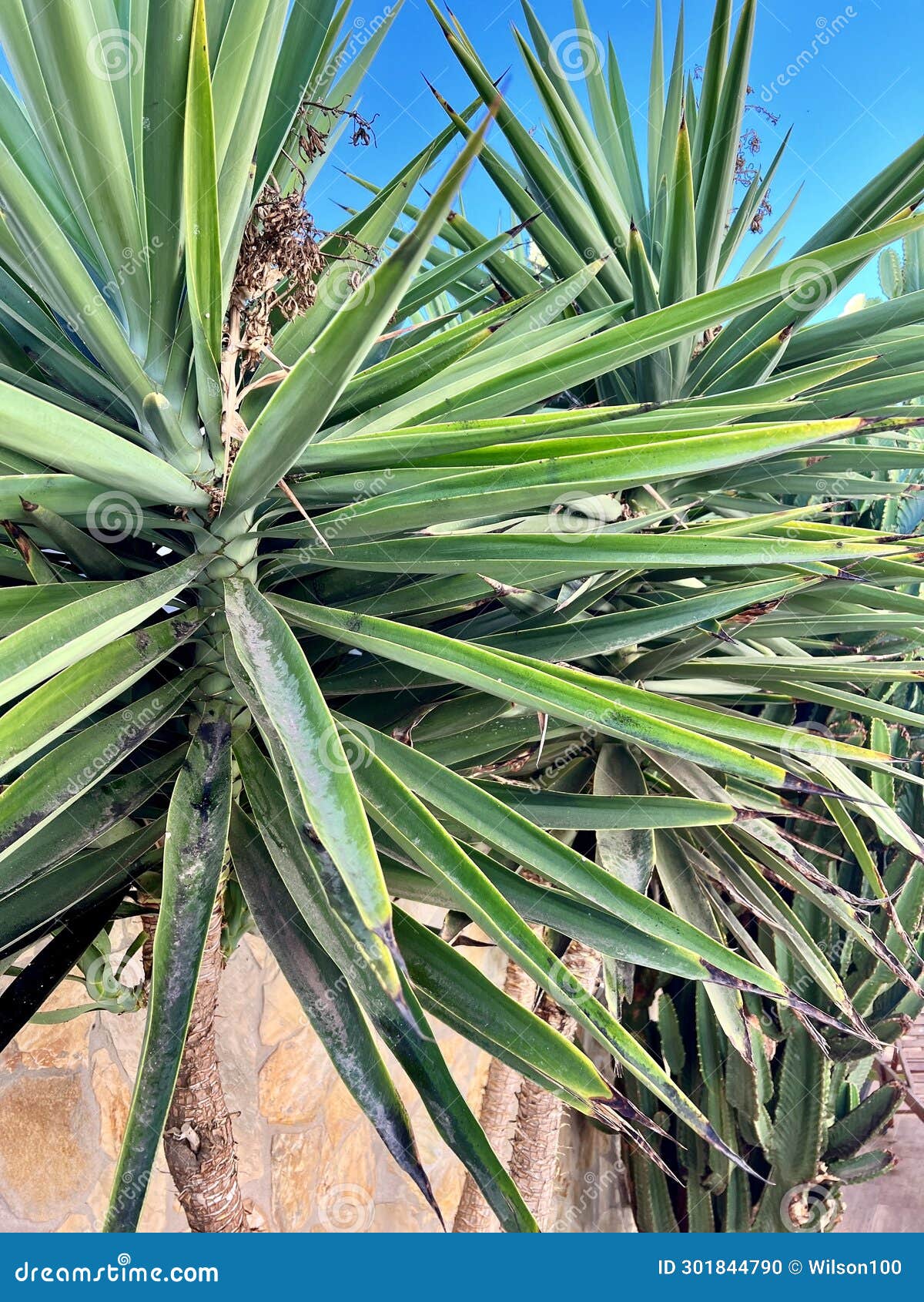 Small Palm Tree stock photo. Image of growing, tree - 301844790