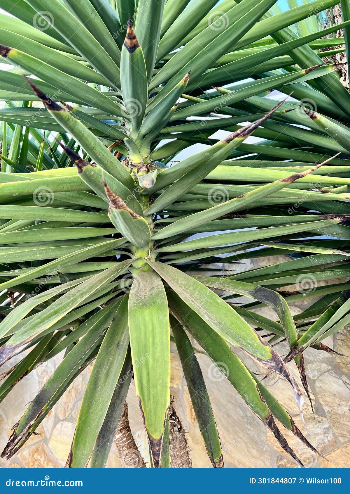 Small Palm Tree stock image. Image of small, tree, palm - 301844807