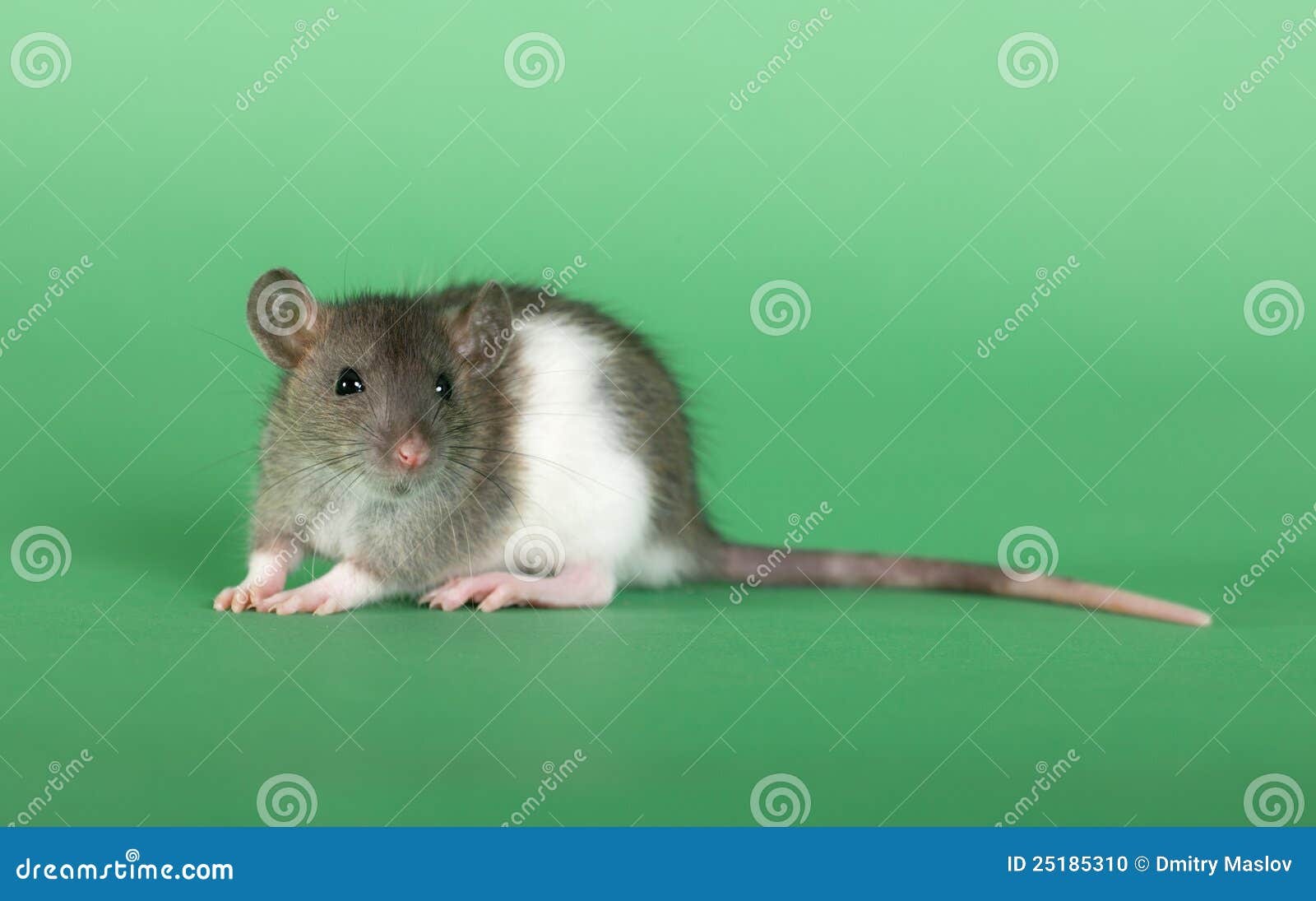 Young small rat stock photo. Image of white, cute, pets - 25185310