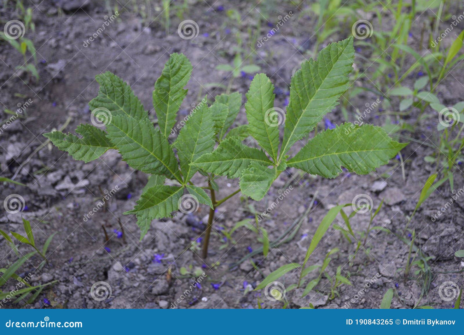 Young Chestnut Tree with Green Leaves Stock Image - Image of seedling ...