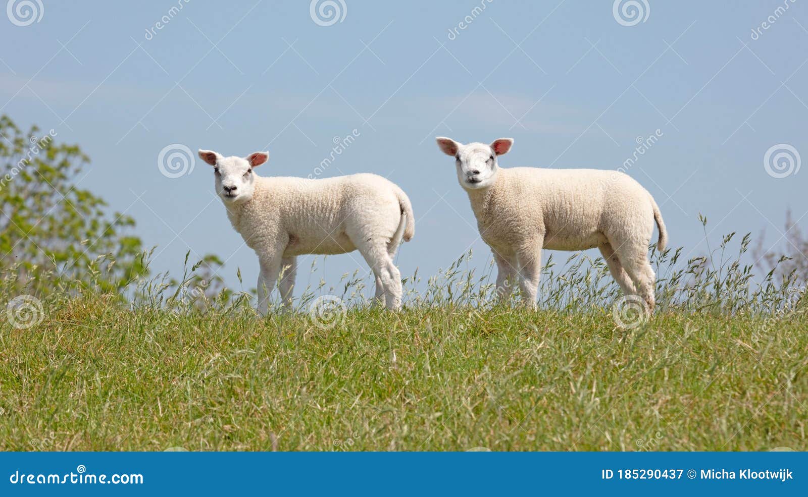 Young small sheep stock image. Image of sheep, mammal - 185290437