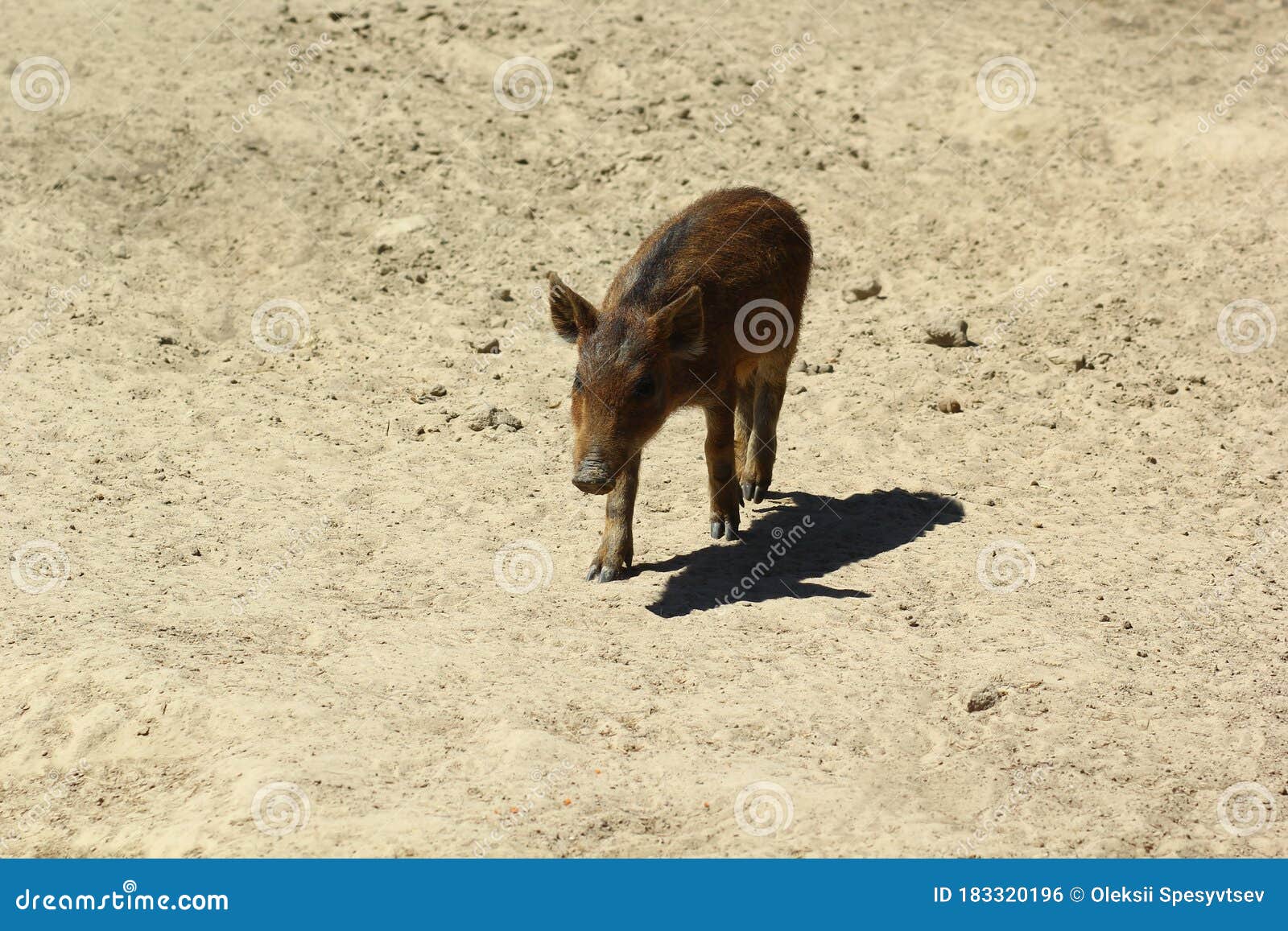 Young Small Walking Wild Boar Outdoor Stock Photo - Image of cute ...