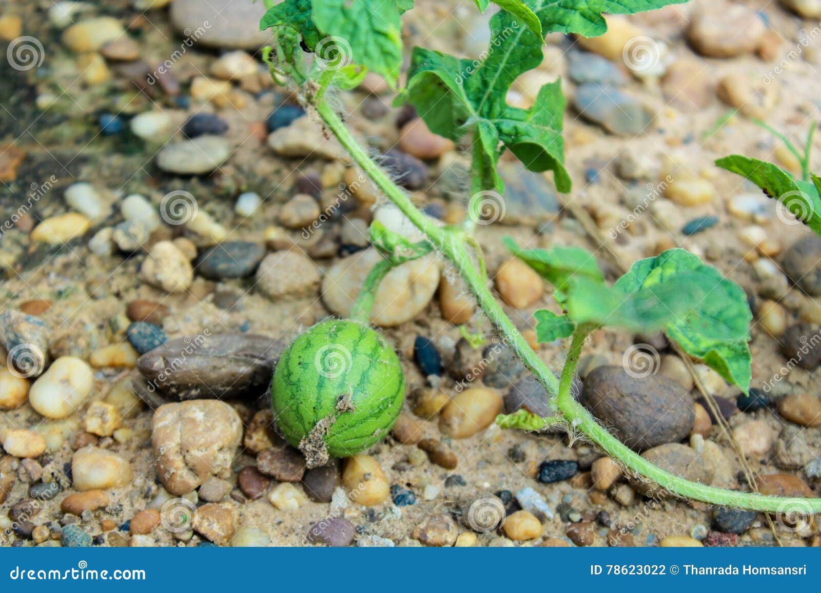 Young small watermelon stock photo. Image of growth, farmland - 78623022