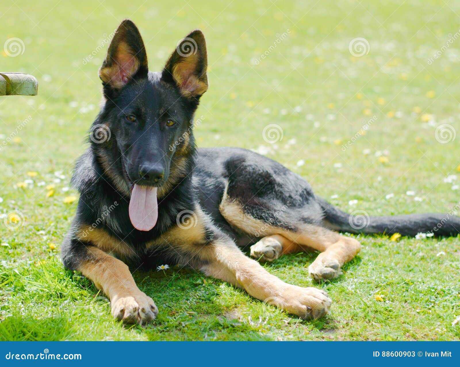 Young Smiling German Sheperd Dog Stock Image - Image of alsatian ...