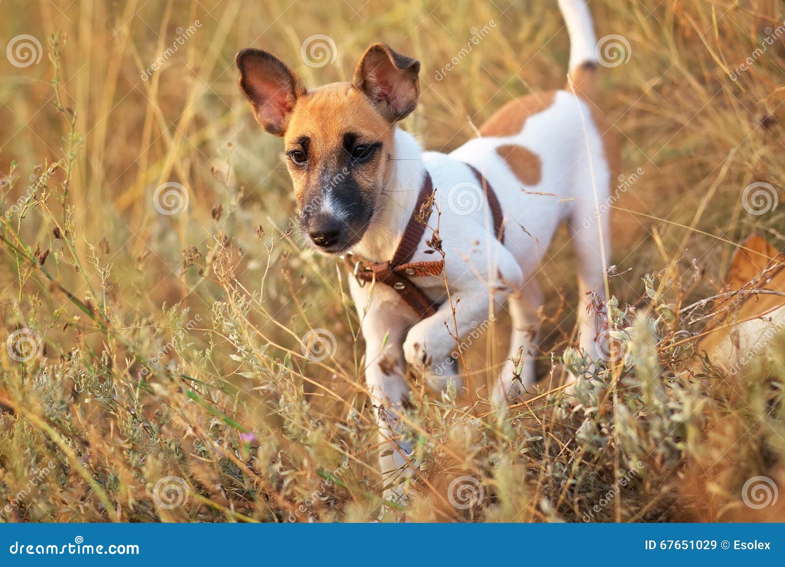 Young Smooth Fox Terrier Dog in the Field Stock Image - Image of animal ...