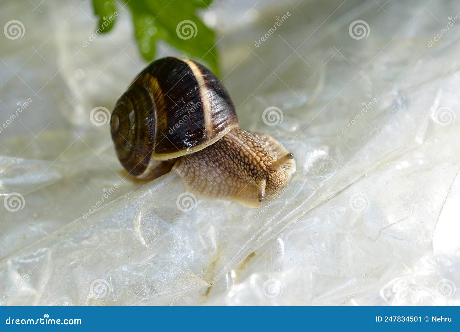 Young Snail on a Plastic Bag Background Stock Image - Image of natural ...