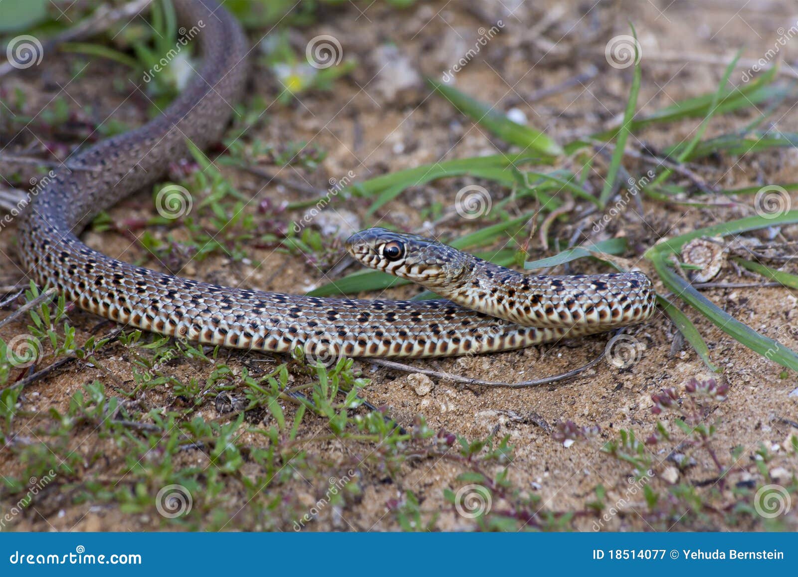 Young Snake stock image. Image of young, snake, animal - 18514077