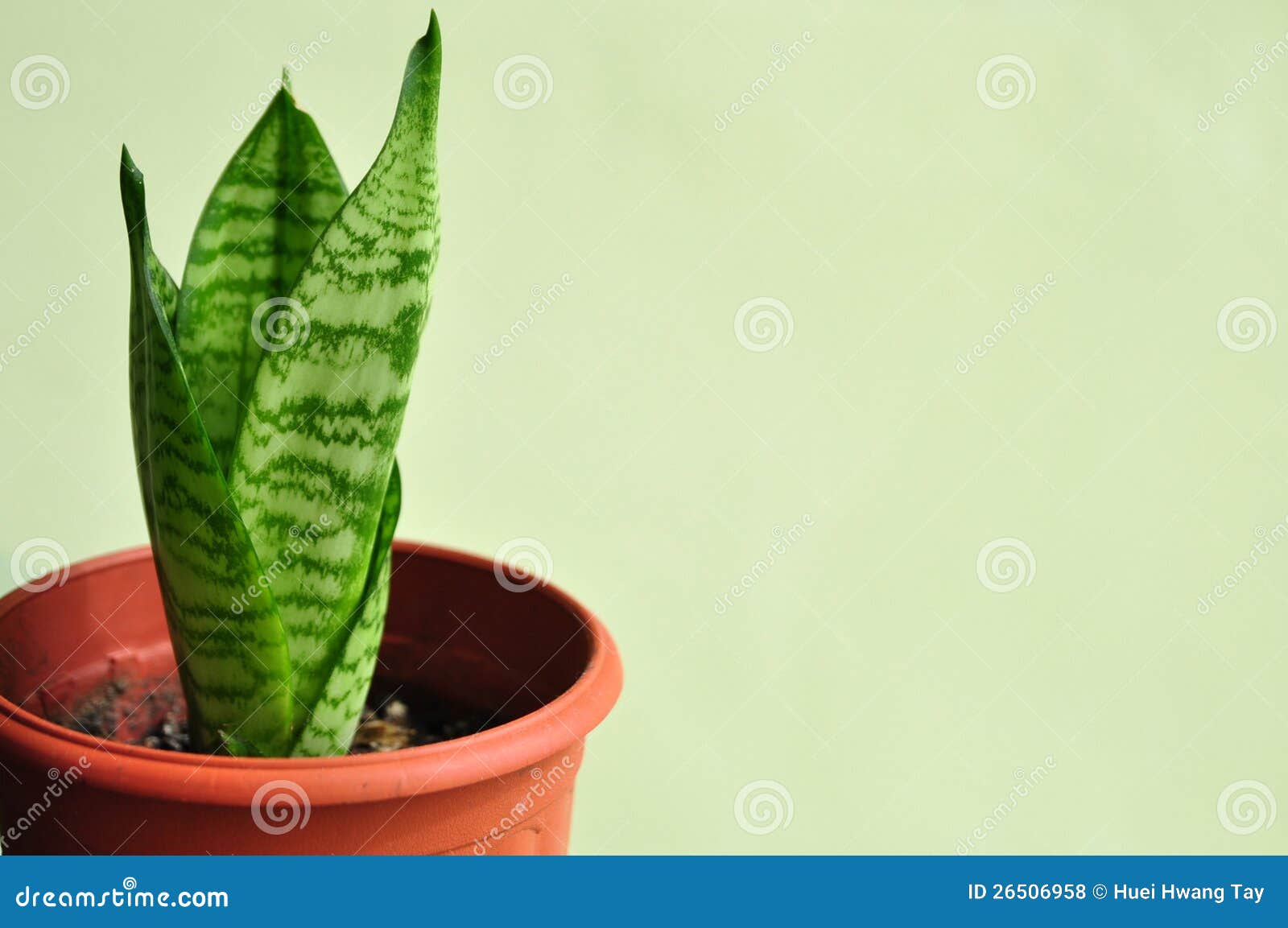 Snake Plant,Sansevieria Trifasciata,houseplant Isolated On White ...
