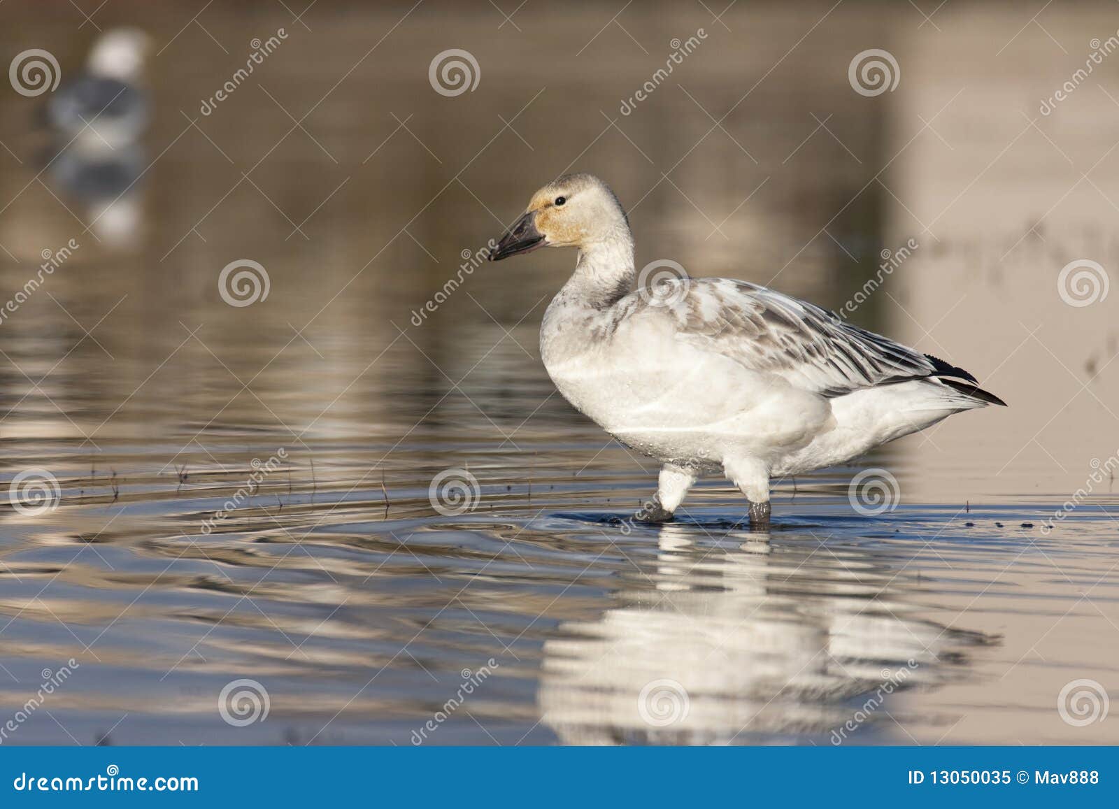 Young snow geese stock image. Image of feather, preening - 13050035