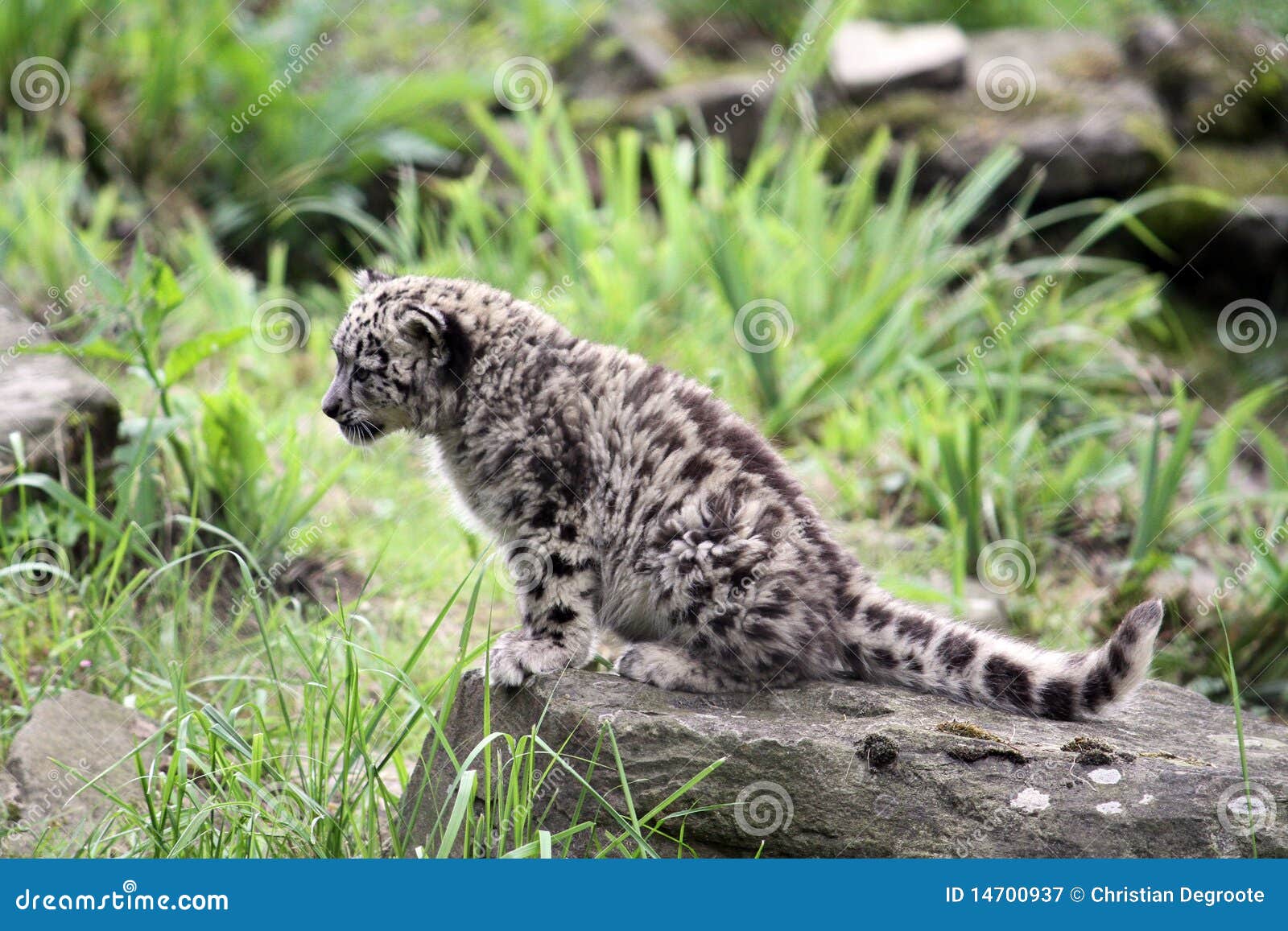 Young Snow Leopard stock image. Image of wildlife, newborn - 14700937