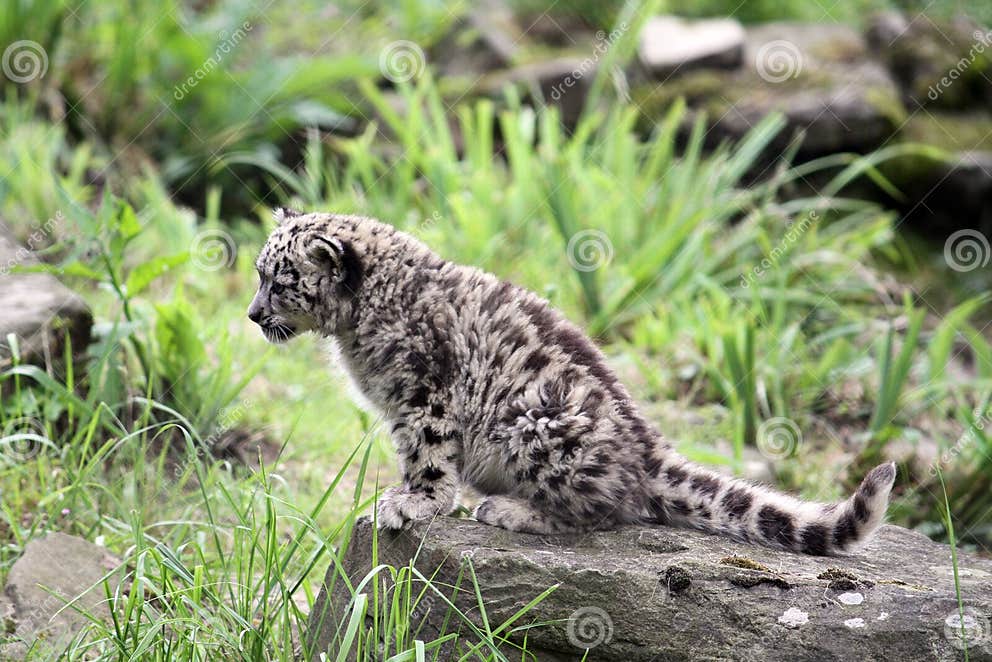 Young Snow Leopard stock image. Image of wildlife, newborn - 14700937