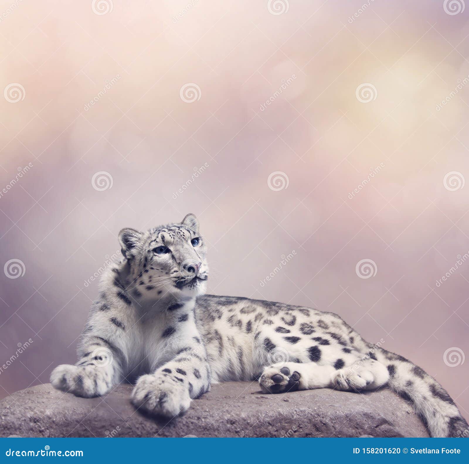 Young Snow Leopard Portrait Stock Photo - Image of mammal, animal ...