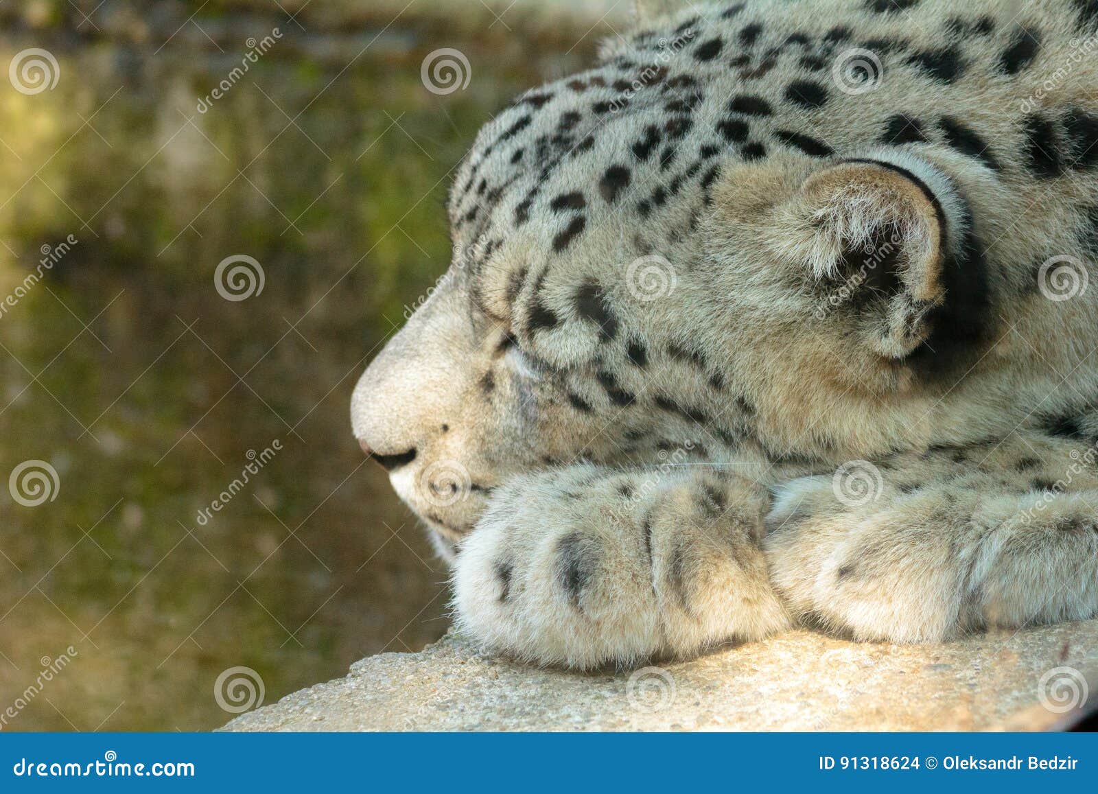 A Young Snow Leopard Resting on Some Rocks Stock Photo - Image of ...