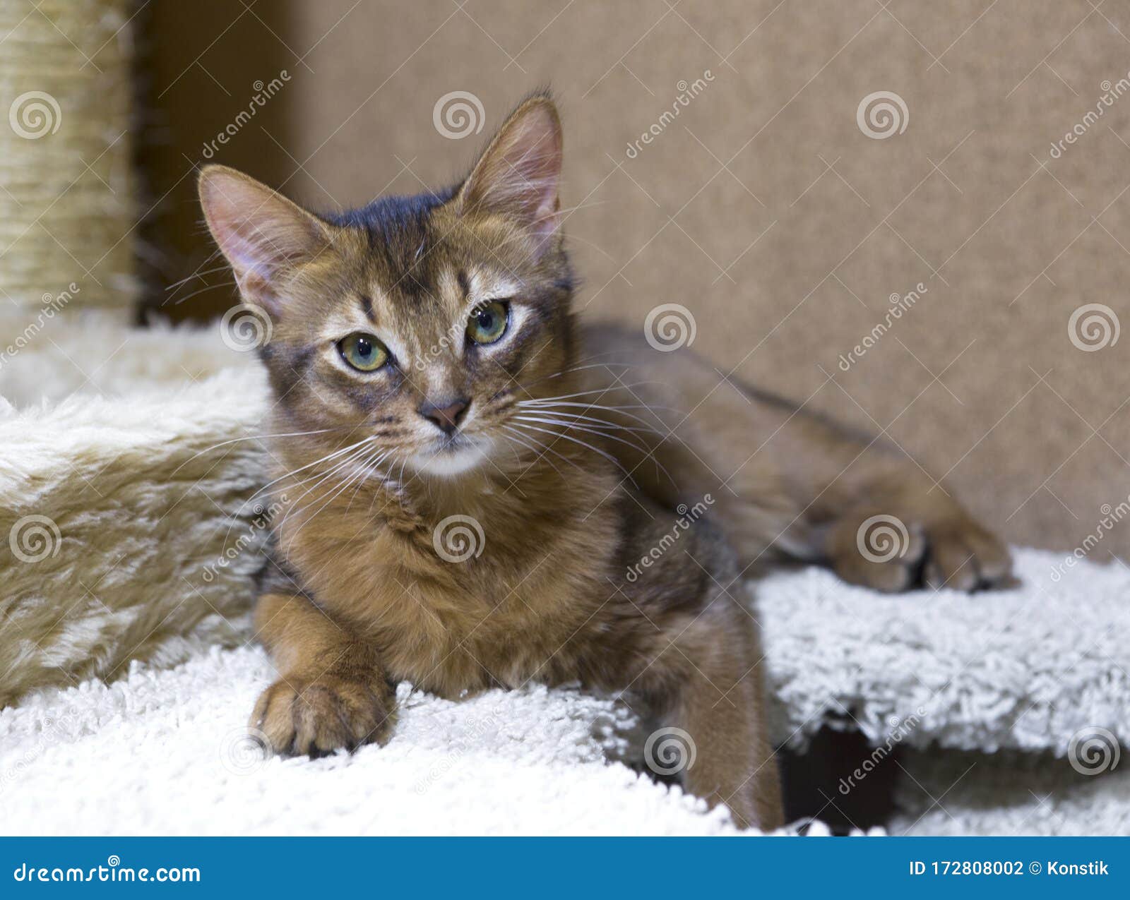 Young Somali Kitten Lies on a Cat Complex Stock Photo - Image of feline ...