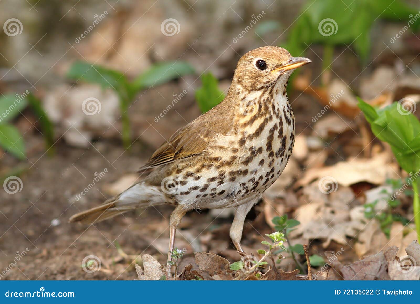 Young song thrush stock photo. Image of outdoor, animal - 72105022