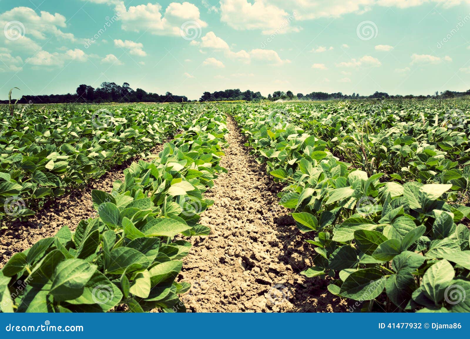 Young soyabean stock photo. Image of land, growth, crop - 41477932