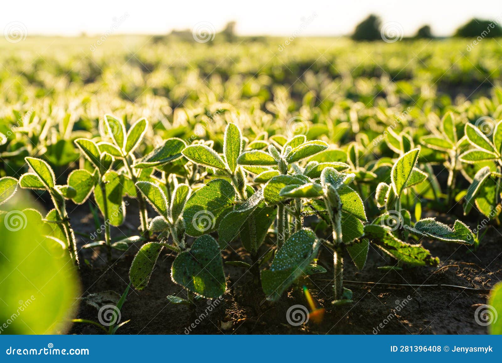 Young Soybean Plants Growing in Cultivated Field, Soft Focus. Stock ...