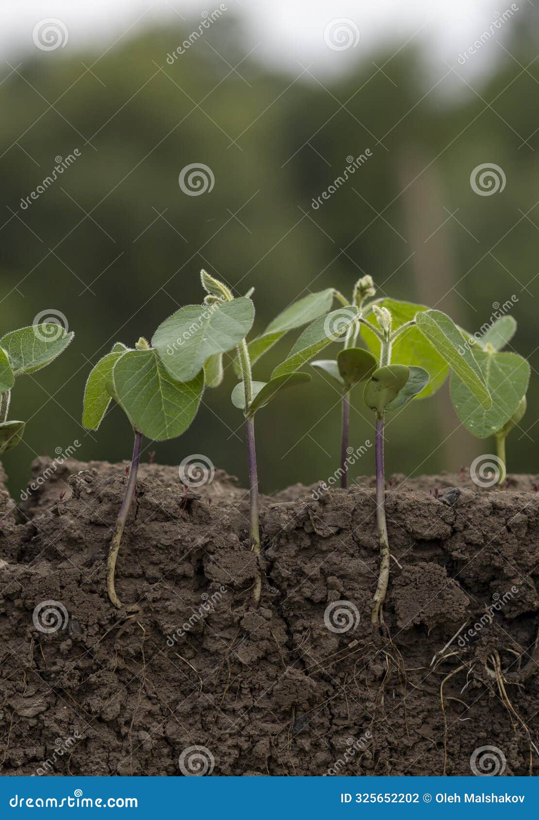 Young Soybean Plants with Roots in the Soil Stock Photo - Image of ...