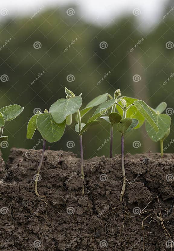 Young Soybean Plants with Roots in the Soil Stock Photo - Image of ...