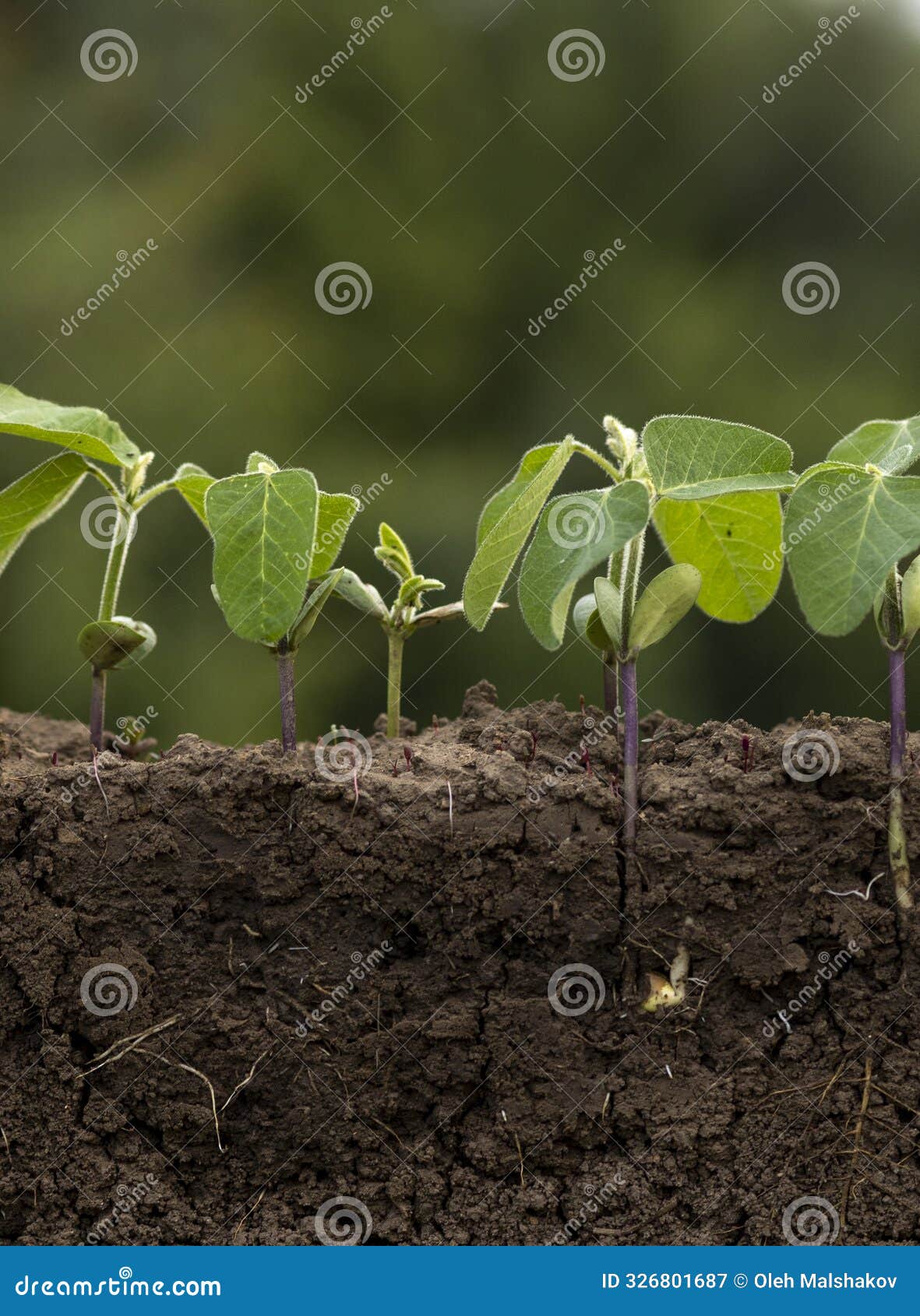 Young Soybean Plants with Roots in the Soil Stock Image - Image of ...