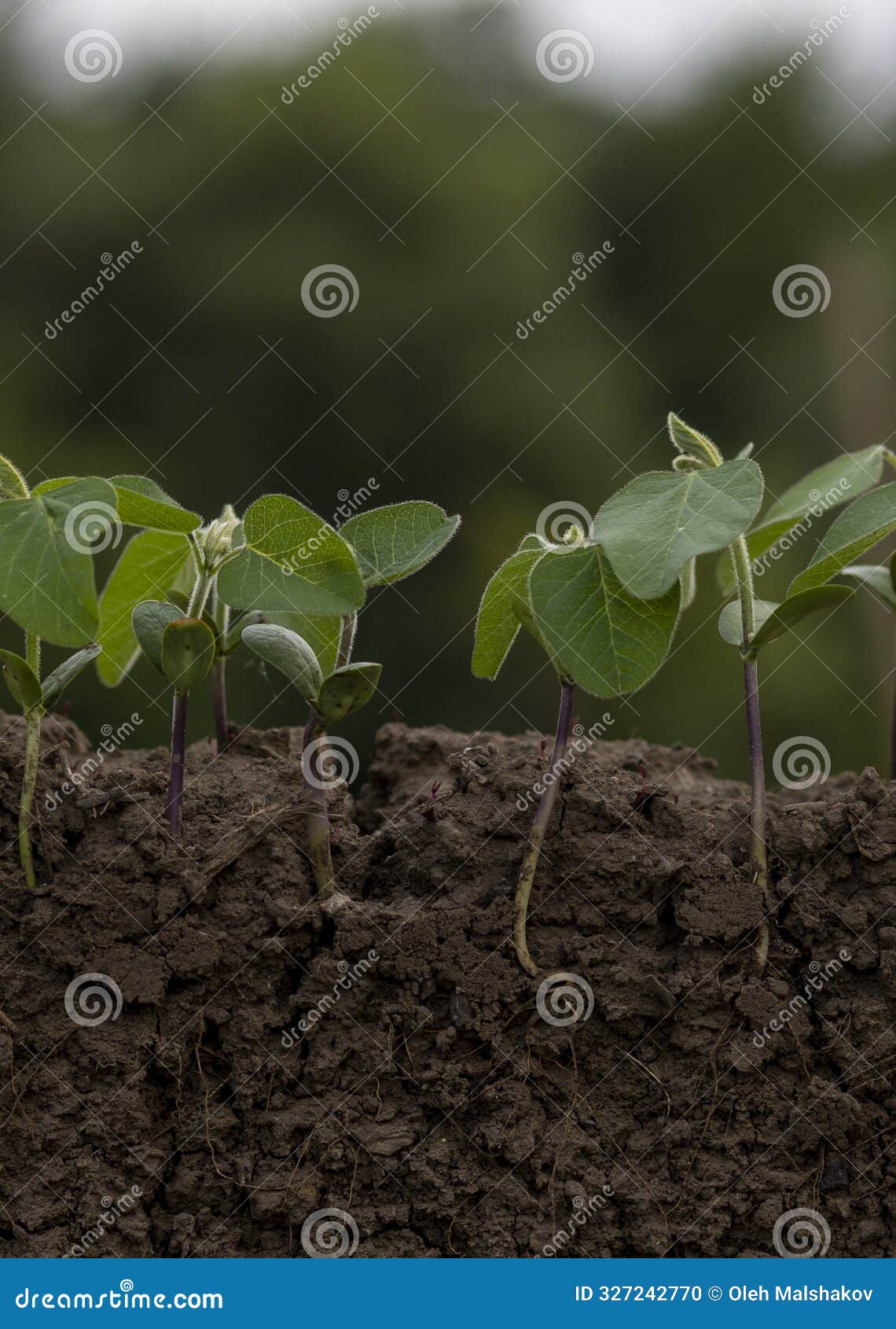 Young Soybean Plants with Roots in the Soil Stock Photo - Image of ...