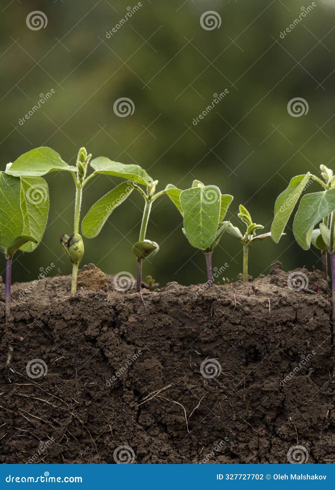 Young Soybean Plants with Roots in the Soil Stock Photo - Image of ...