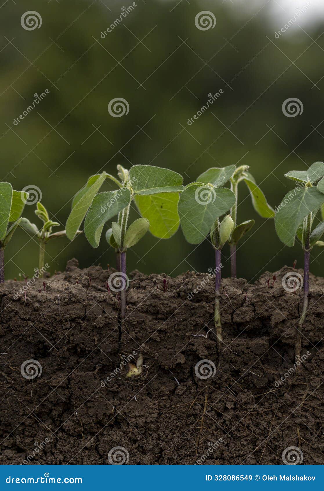 Young Soybean Plants with Roots in the Soil Stock Image - Image of ...