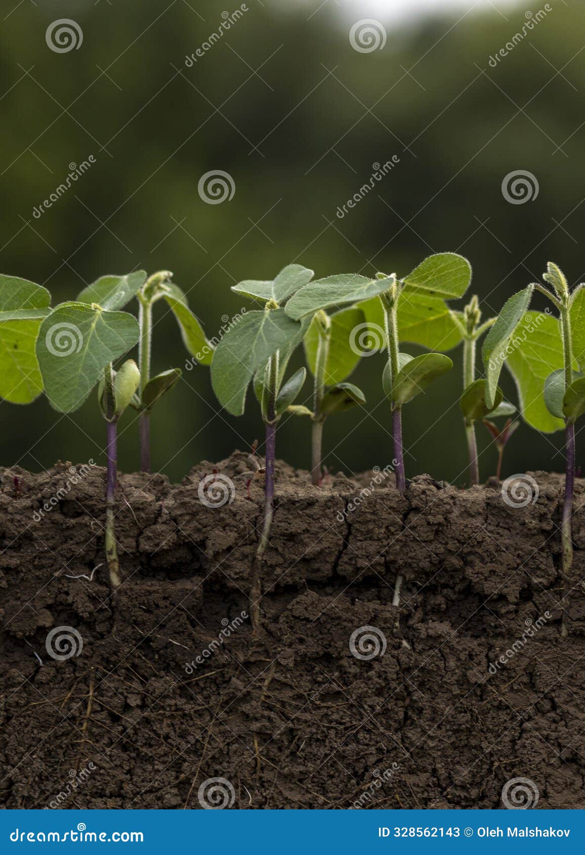 Young Soybean Plants with Roots in the Soil Stock Image - Image of ...