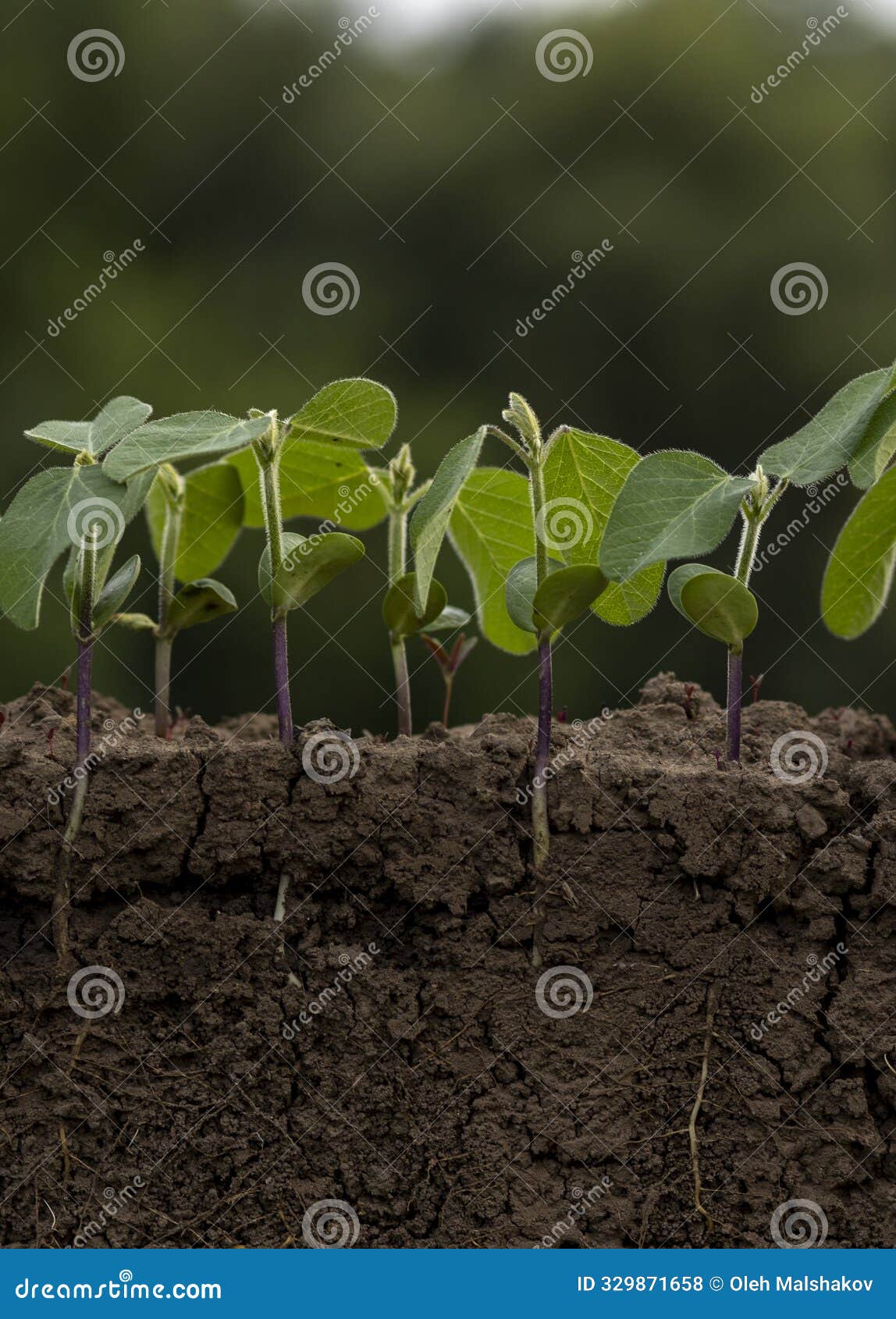 Young Soybean Plants with Roots in the Soil Stock Photo - Image of ...