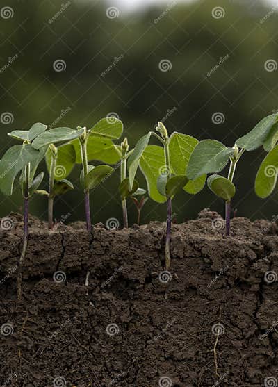 Young Soybean Plants with Roots in the Soil Stock Photo - Image of ...
