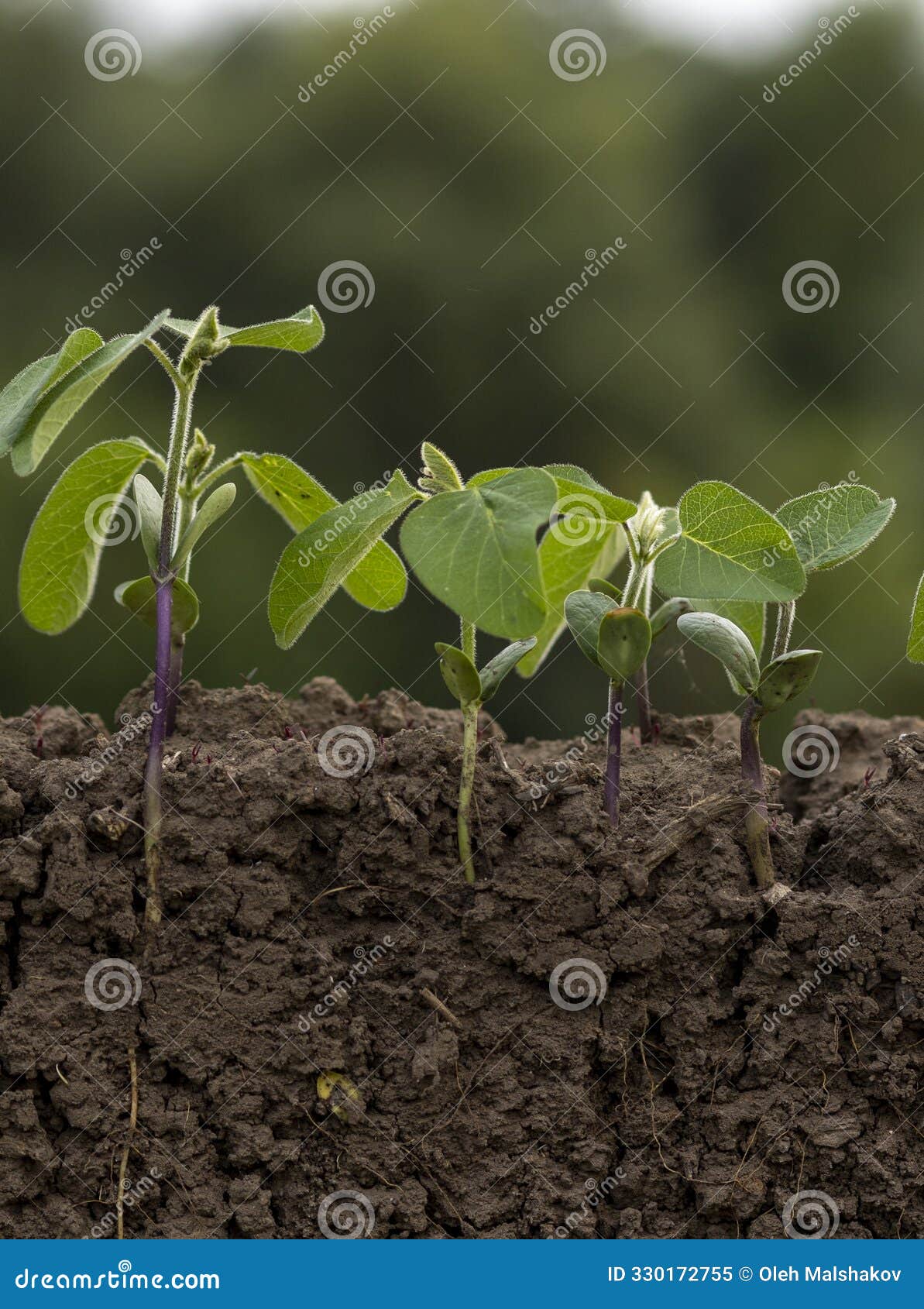 Young Soybean Plants with Roots in the Soil Stock Image - Image of ...